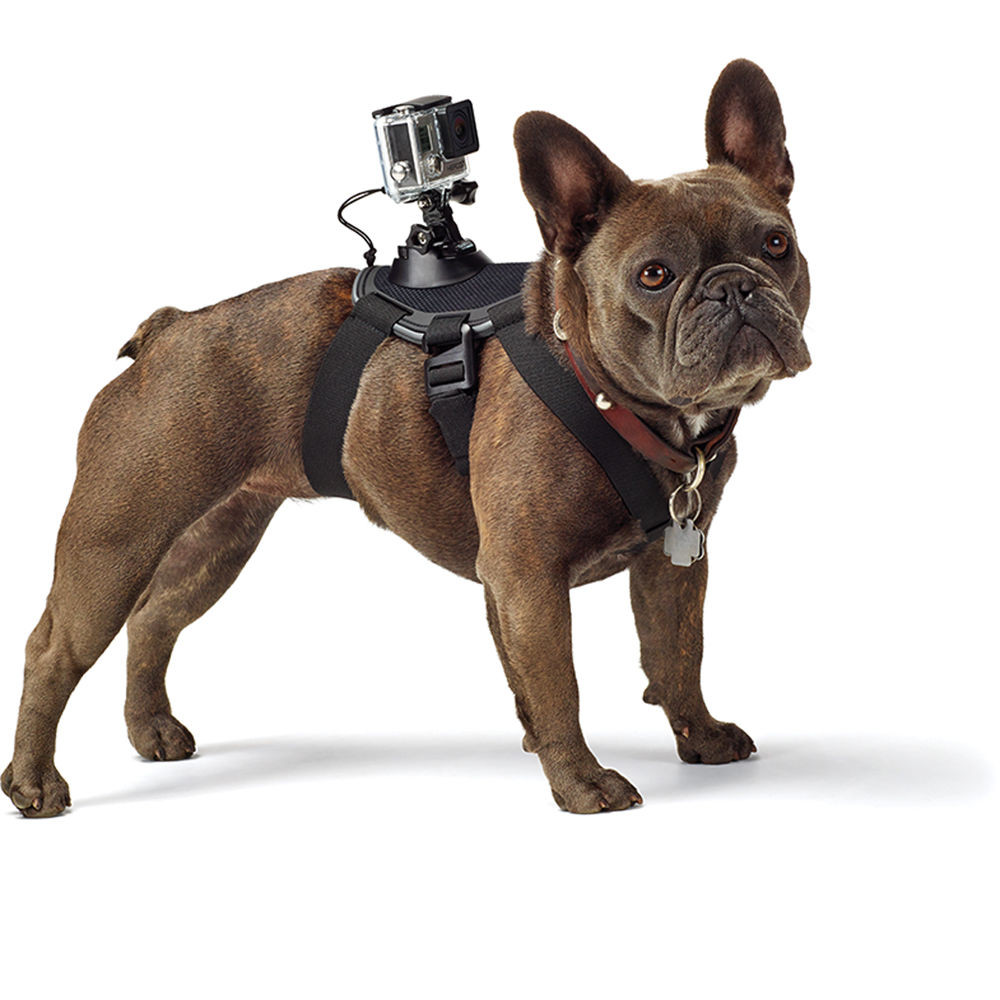 GoPro Fetch (Dog Harness)